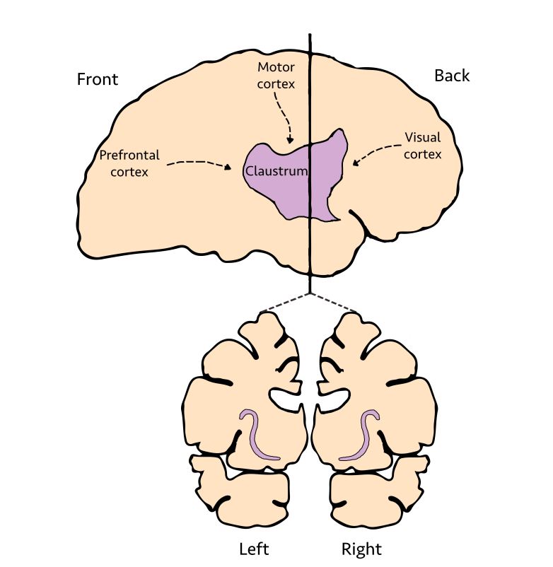 The Accidental Claustrum | The Psychedelic Scientist